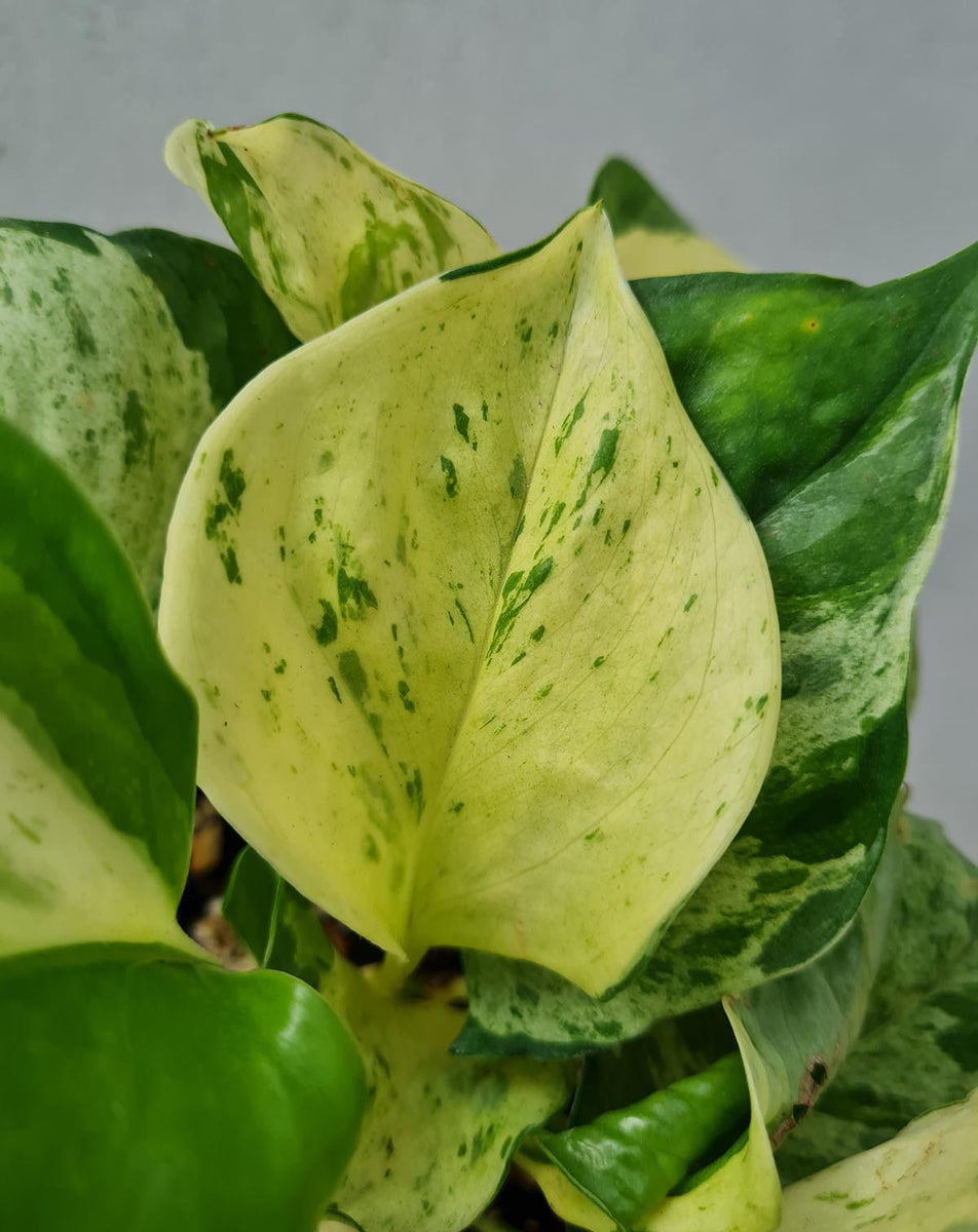 Epipremnum aureum 'Manjula' – 23DEGRE