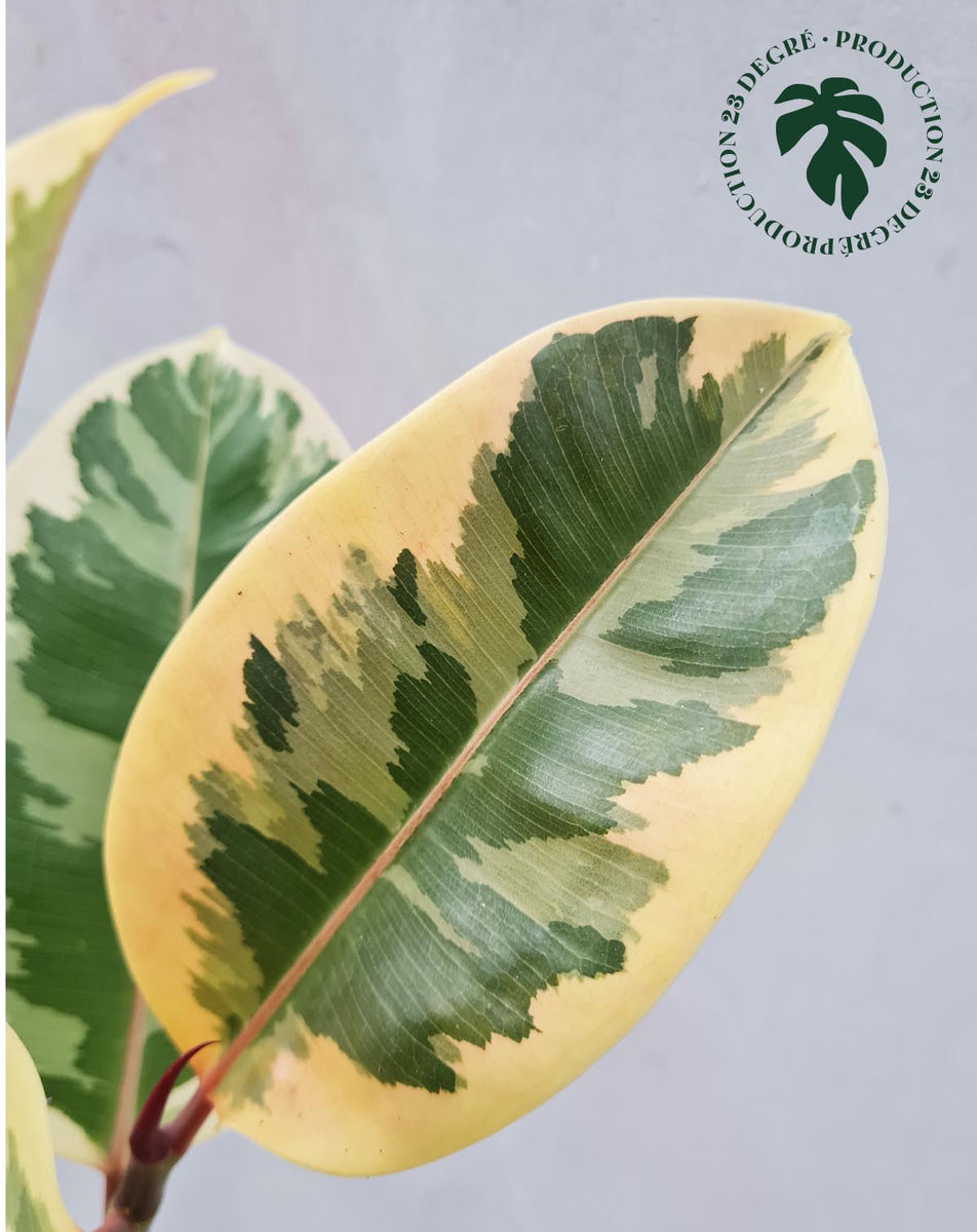 Ficus elastica 'Tineke' – 23DEGRE